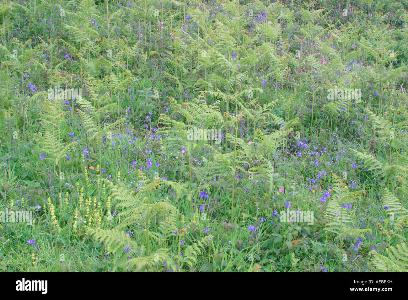 Wildflowers Wales UK Stock Photo - Alamy