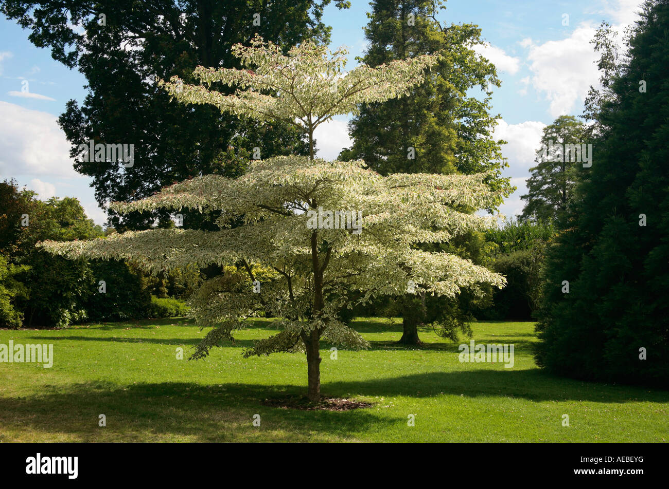 Cornus controversa variegata wedding cake tree hi-res stock photography ...