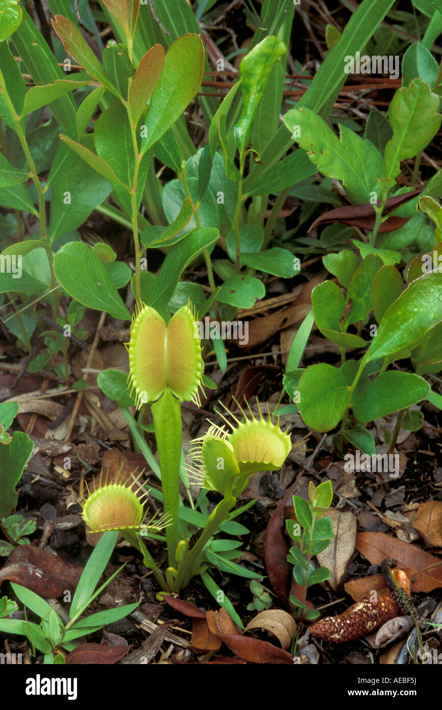 Pocosins hi-res stock photography and images - Alamy