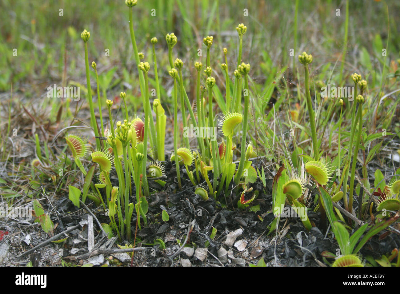 Fly trapped in venus flytrap hi-res stock photography and images - Alamy