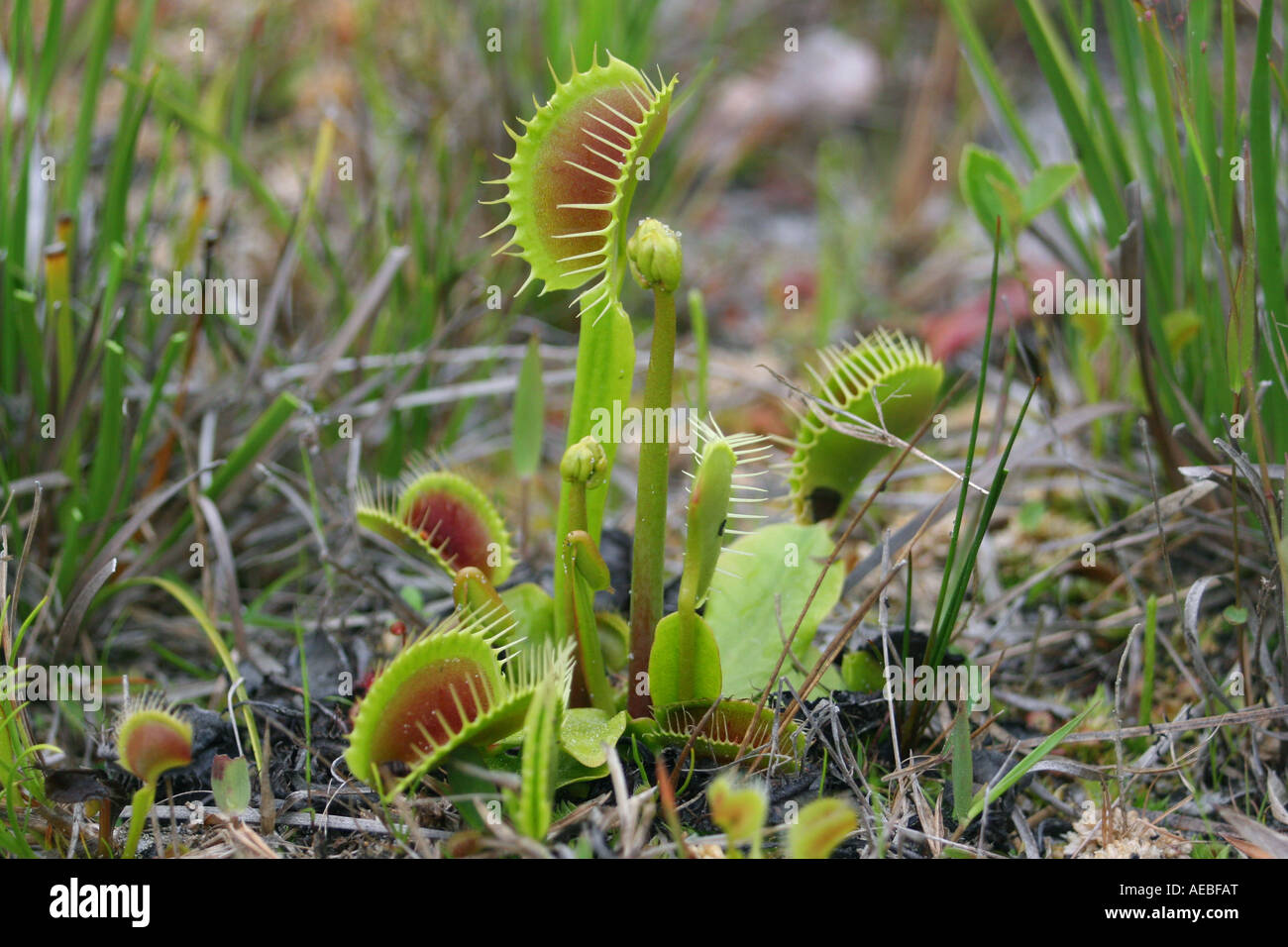 Venus Flytrap Dionaea muscipula open and closed traps Southeastern USA ...