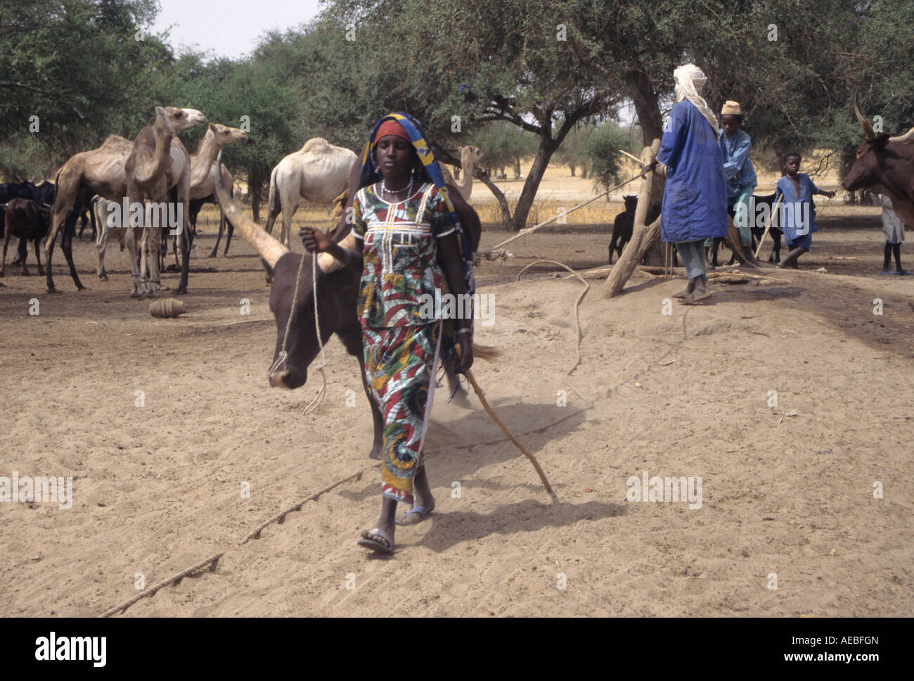 Near Akadaney, Niger. Fulani Girl with Cow Drawing Water Stock Photo ...