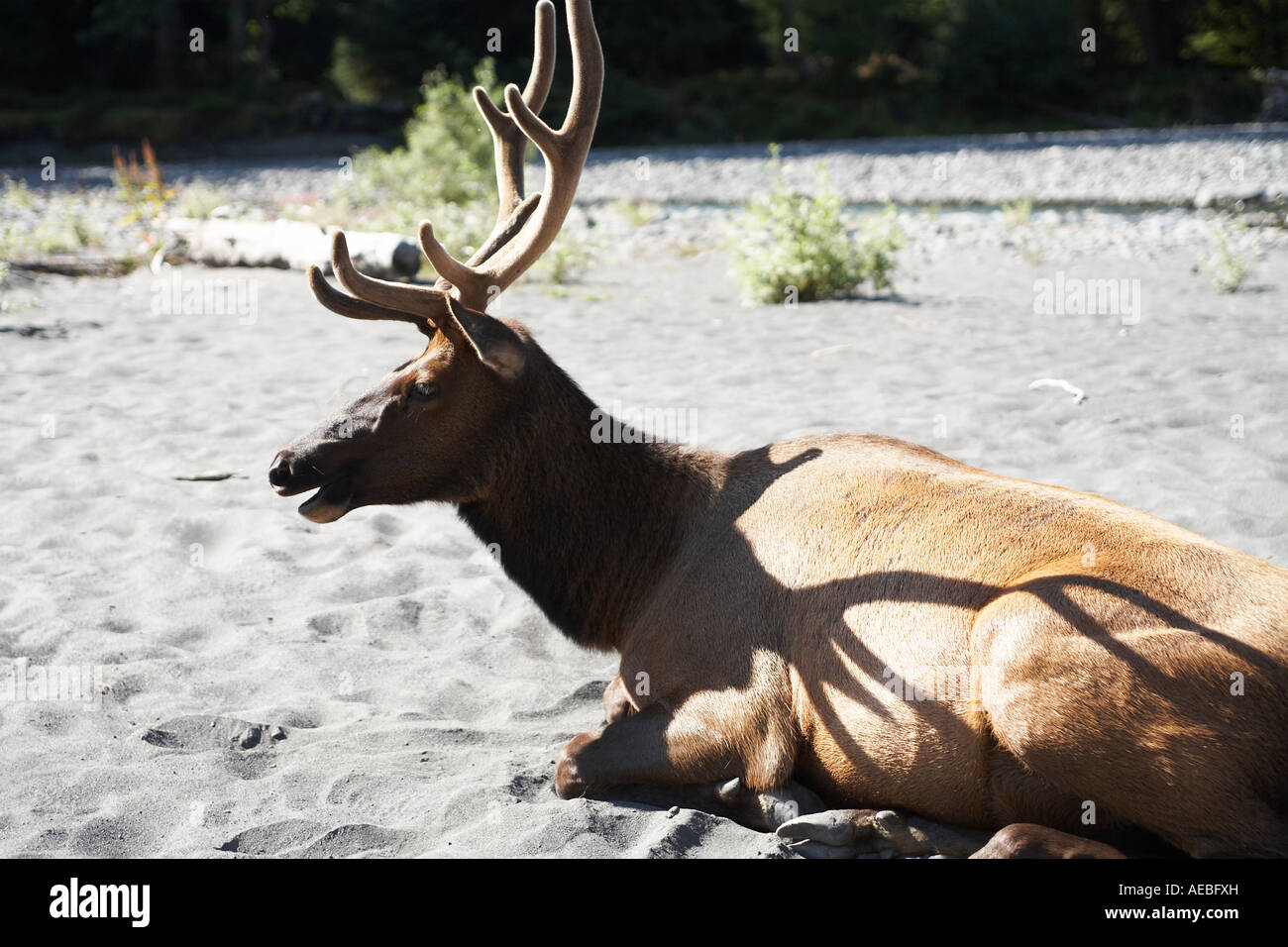 Giant Elk Laying Down in Sand in The Hoh Temperate Rain Forest, Olympic ...