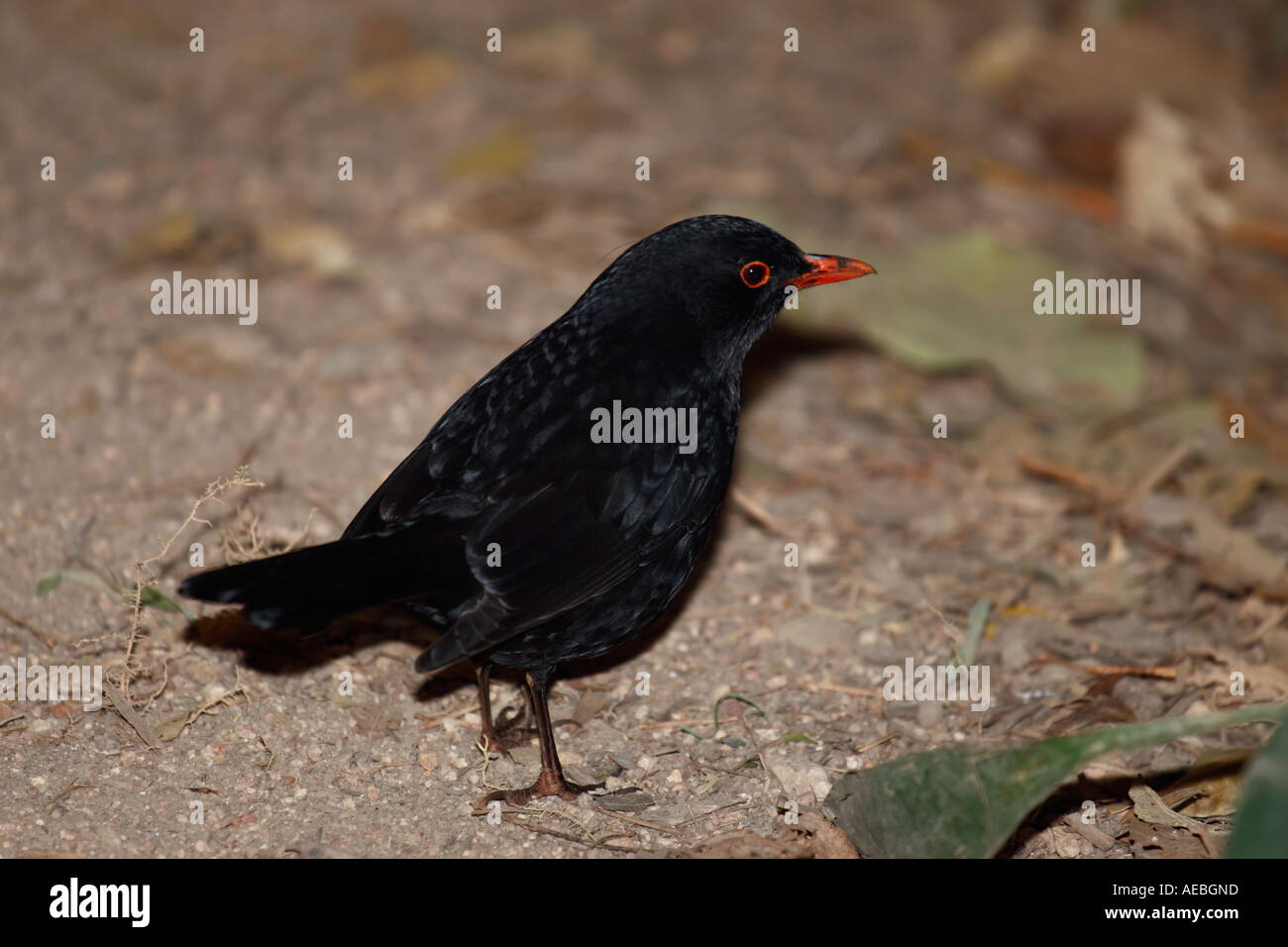 Common black bird (Turdus merula Stock Photo - Alamy
