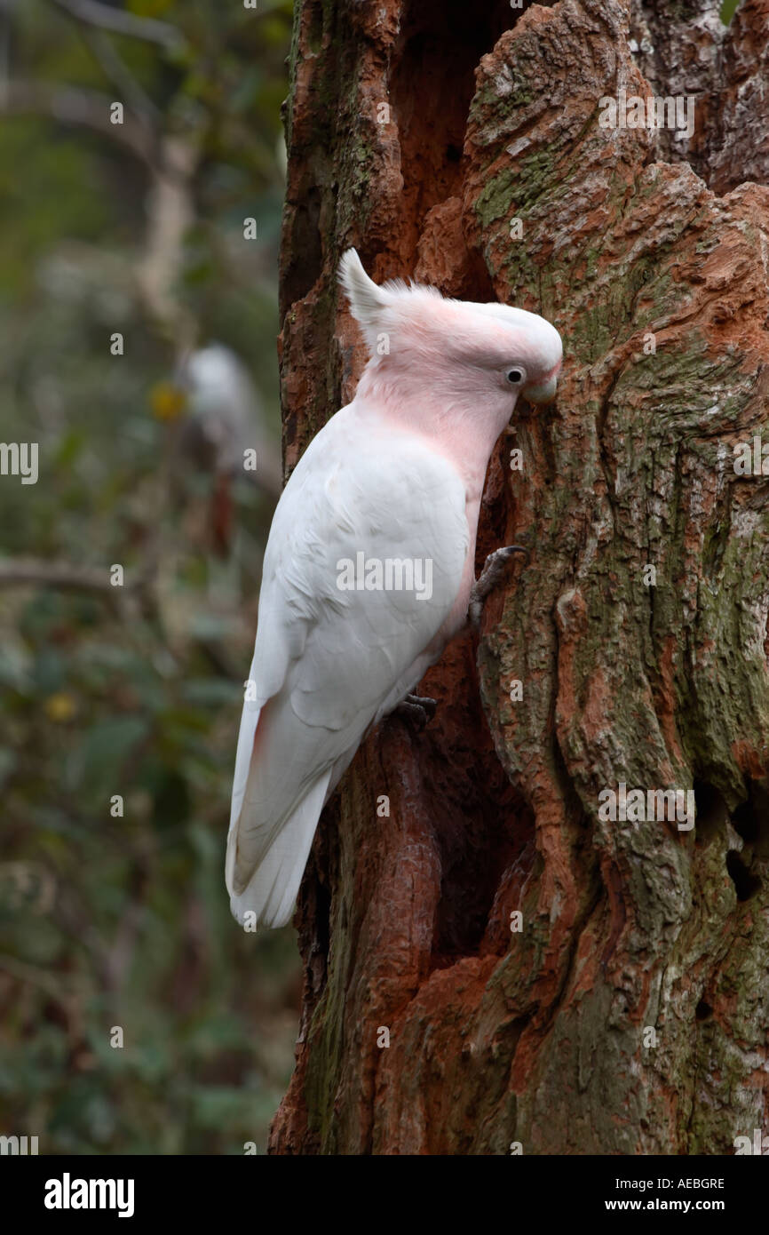 Western Corella (Cacatua pastinator Stock Photo - Alamy