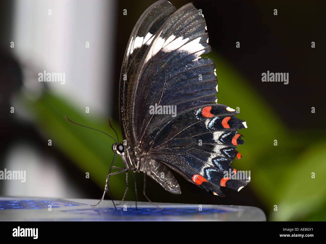 Orchard Swallowtail Butterfly (Papilio aegeus Stock Photo - Alamy