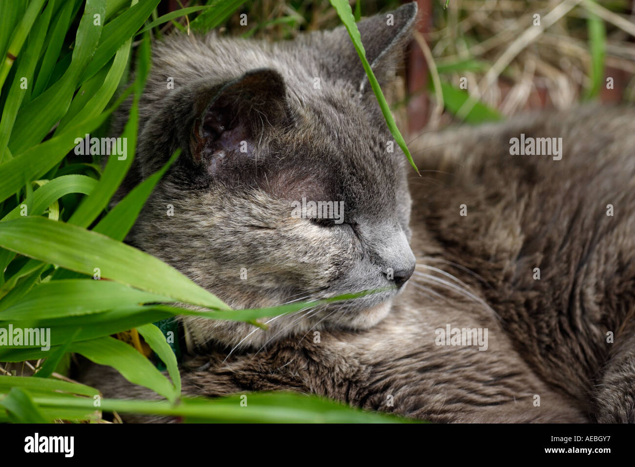 Cat nap grass hi-res stock photography and images - Alamy