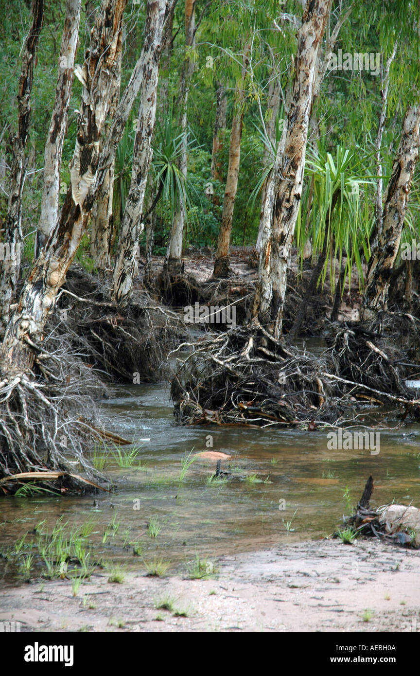 Wet season Kakadu National Park Stock Photo - Alamy