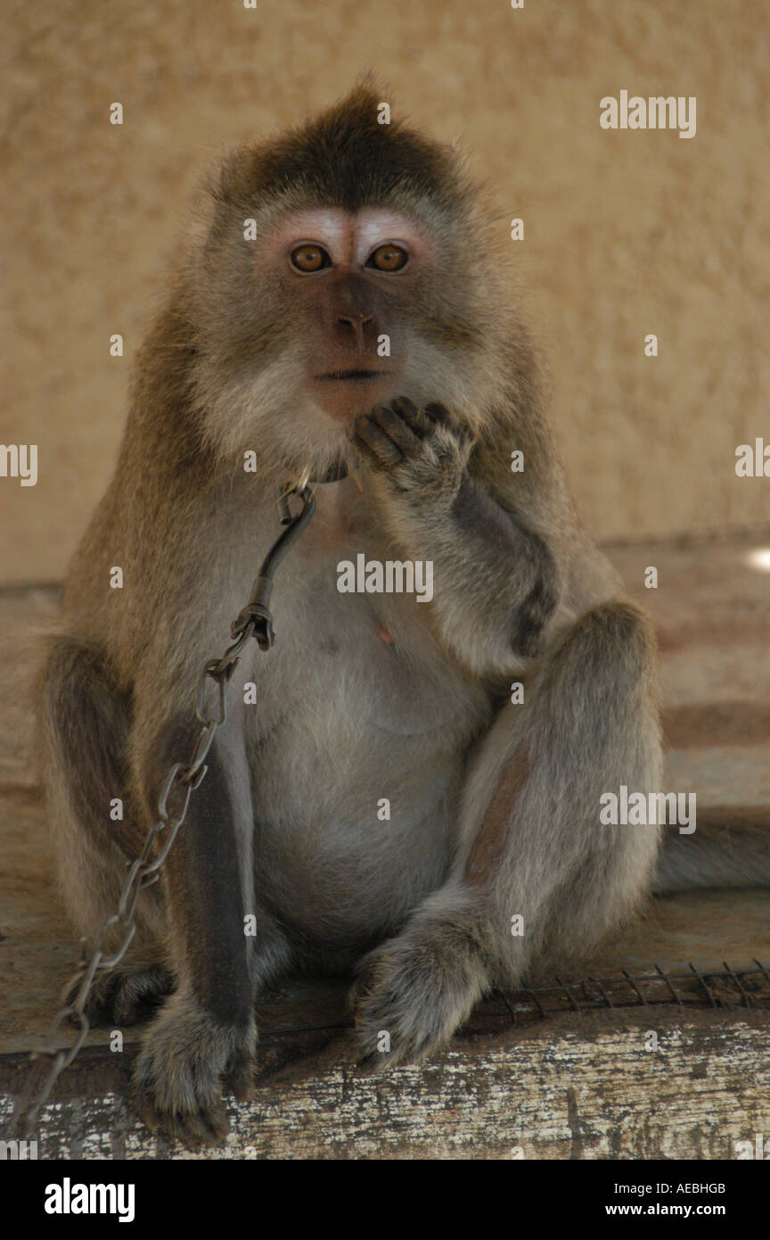 Monkey monkey chained hi-res stock photography and images - Alamy