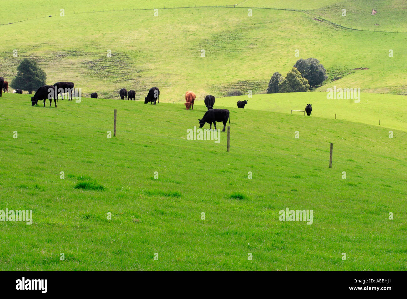 black cows grassing Stock Photo - Alamy