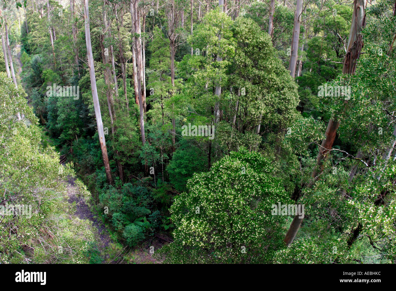 Otway fly treetop hi-res stock photography and images - Alamy