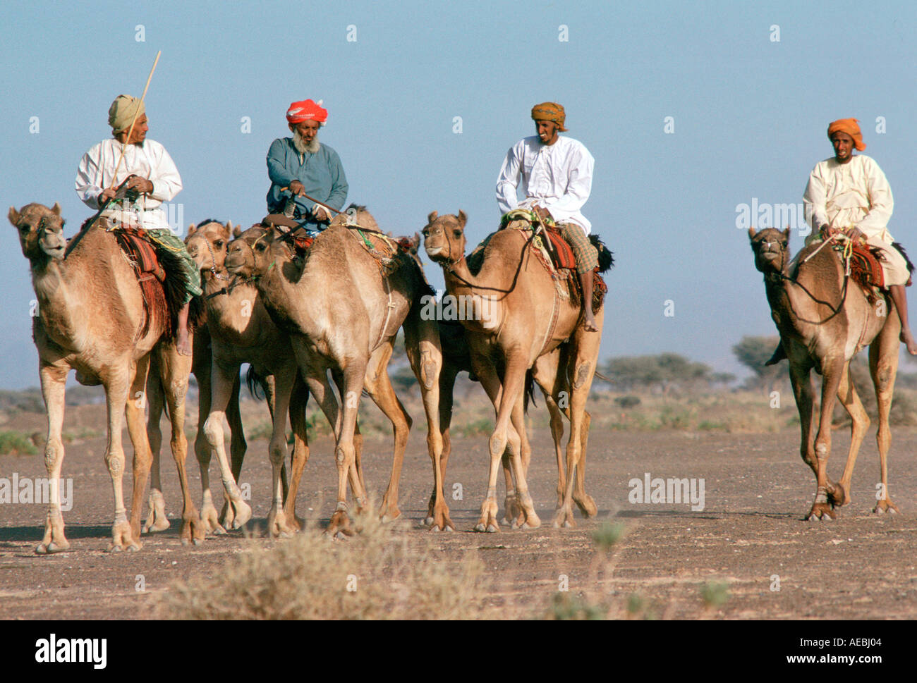 Camels and riders in a camel train Abu Dhabi Stock Photo - Alamy