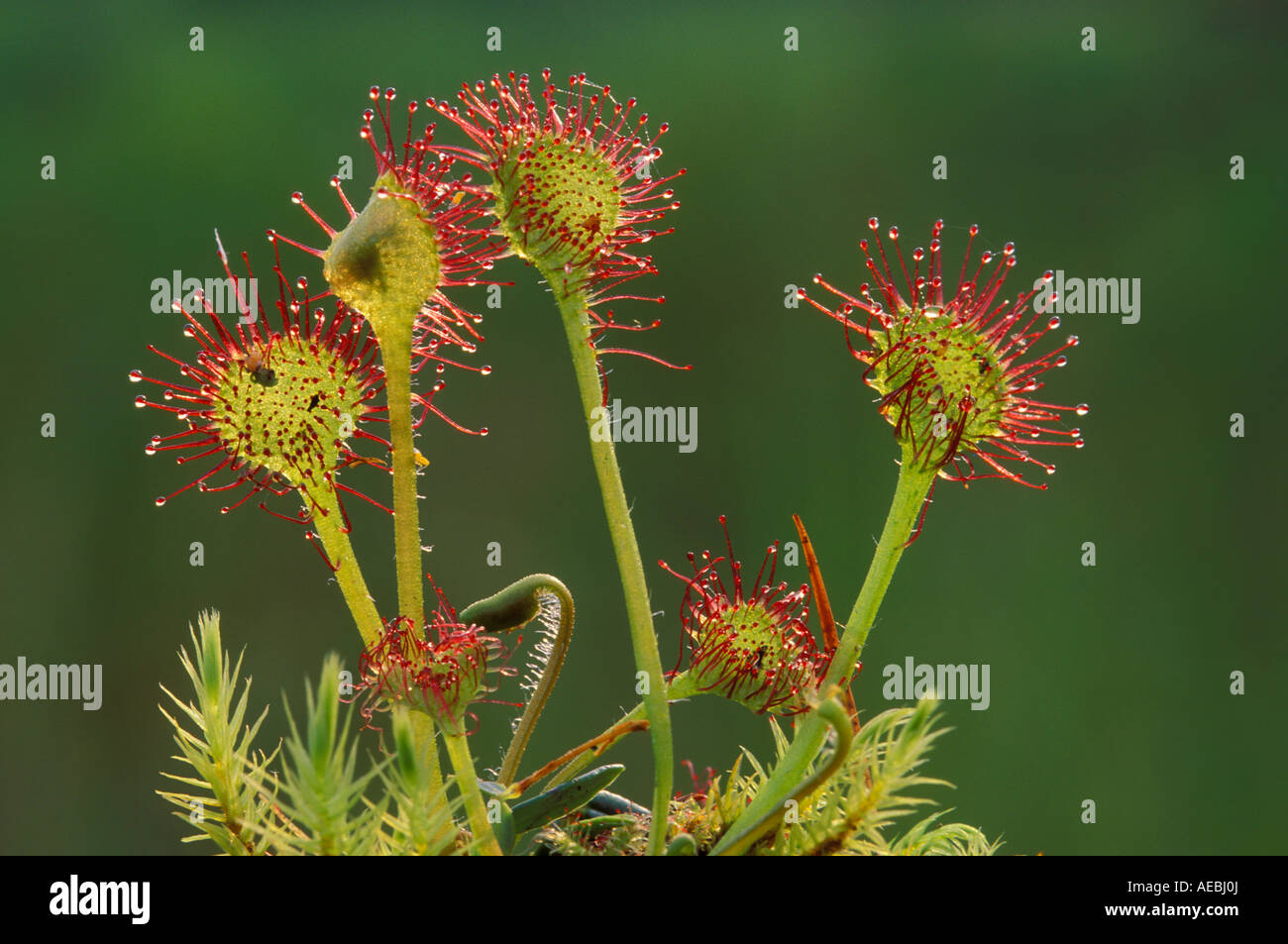 Round-leaved Sundew Drosera rotundifolia with trapped insects North ...
