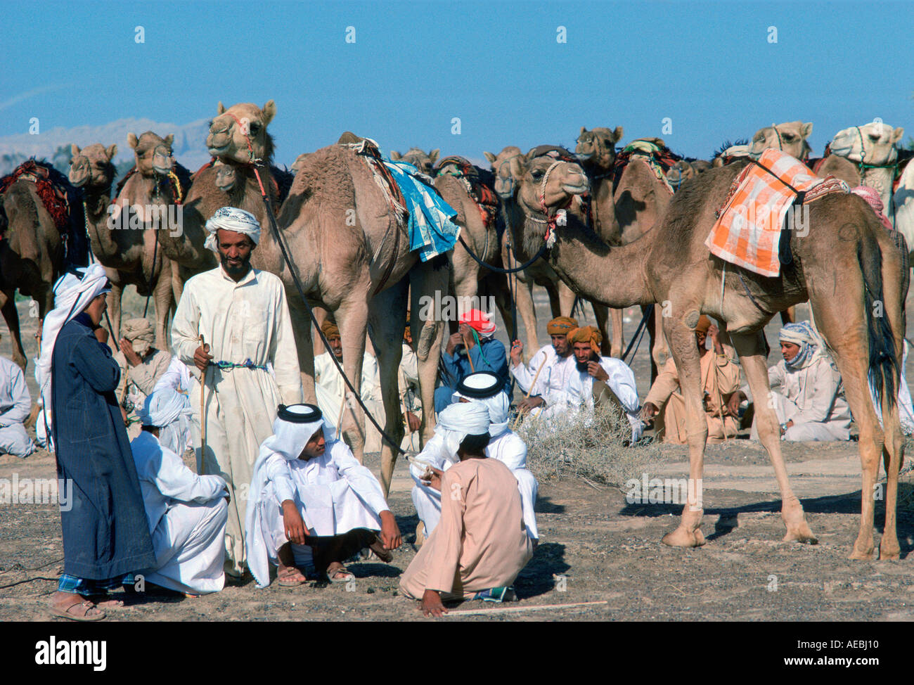 Camel train at rest Al Ain Abu Dhabi Stock Photo - Alamy