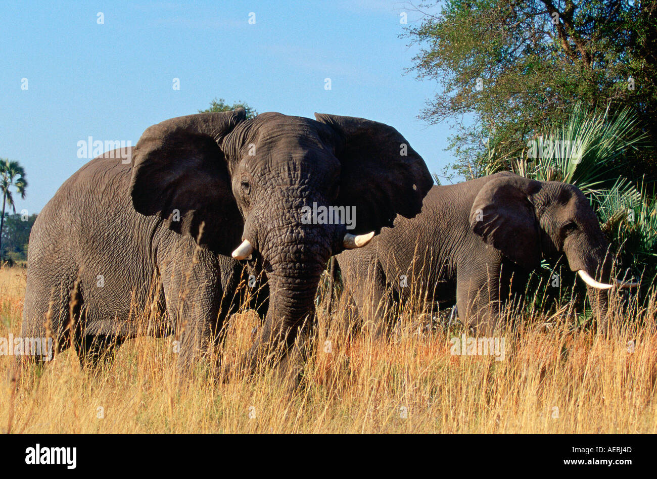 Long legged elephants hi-res stock photography and images - Alamy