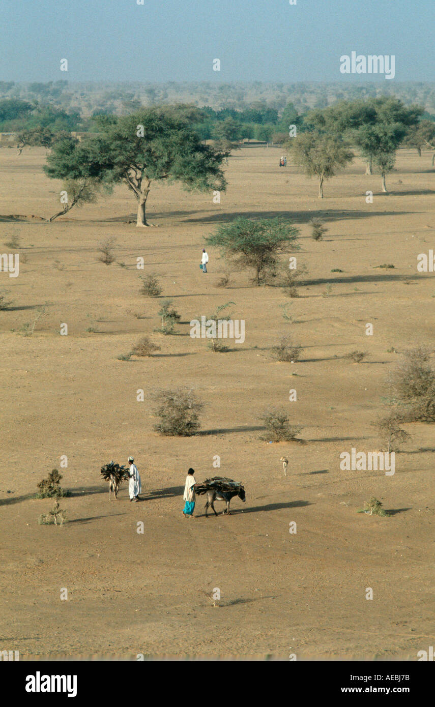 Gathering timber Gorom Gorom Sahara Burkina Faso formerly Upper Volta ...