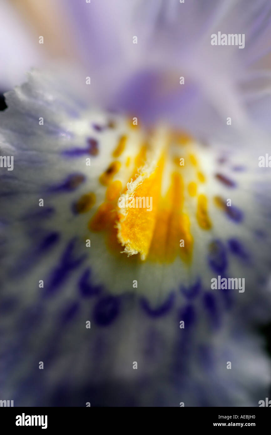Vertical shot yellow iris hi-res stock photography and images - Alamy