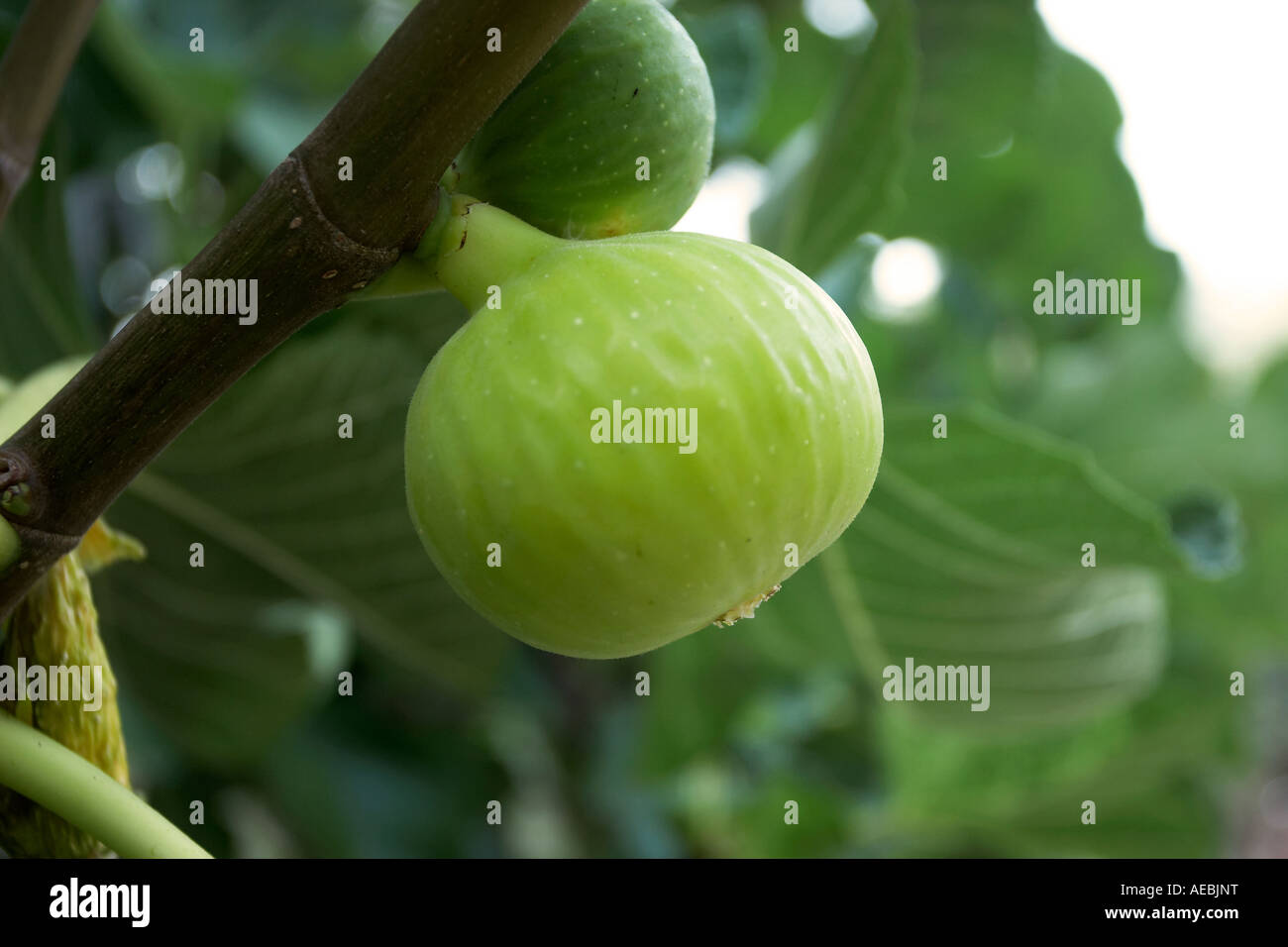 Ripe fig tree hi-res stock photography and images - Alamy