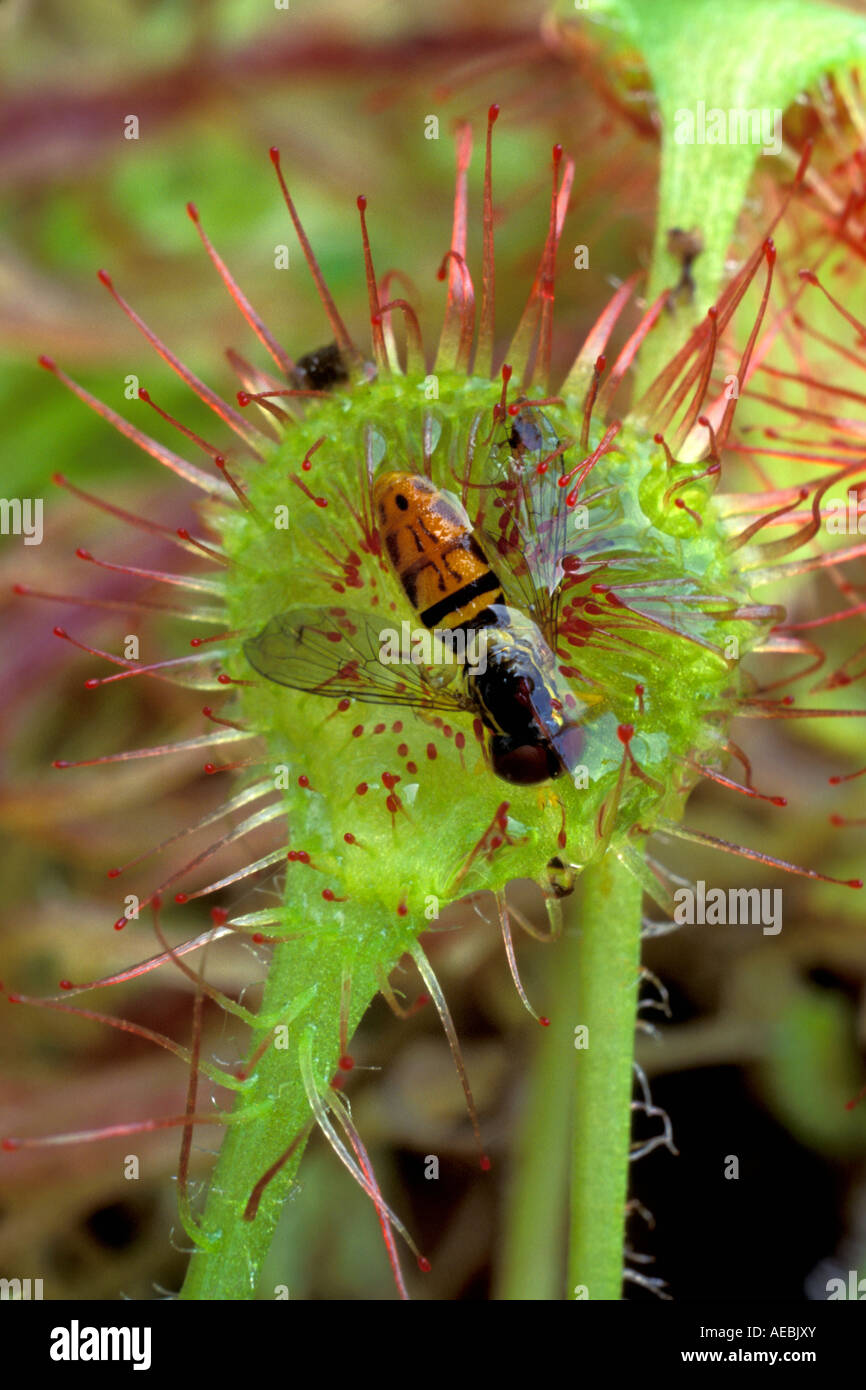Sundew plant hi-res stock photography and images - Alamy
