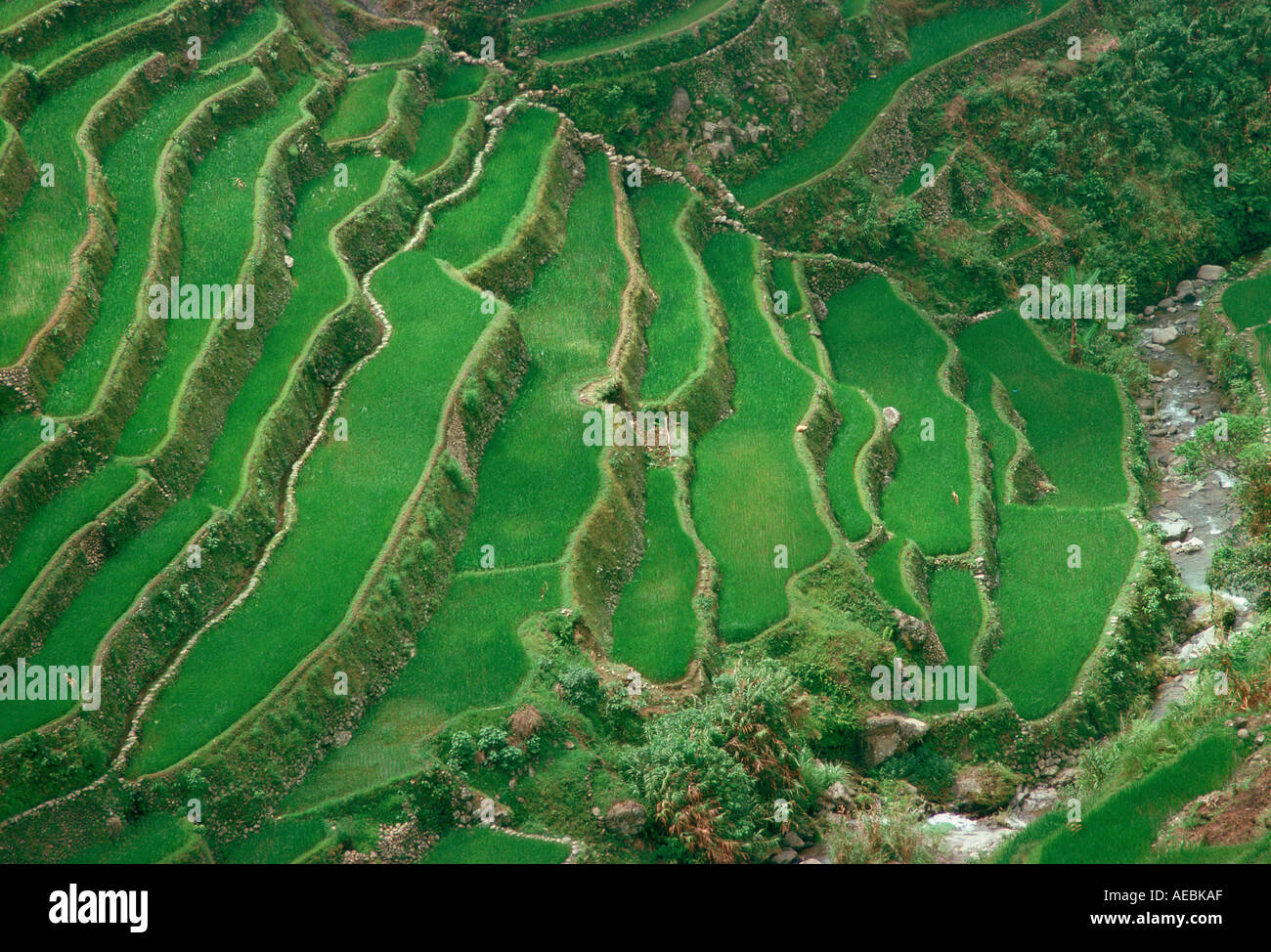 Banaue Rice Terraces carved into the Cordillera mountainside in the ...