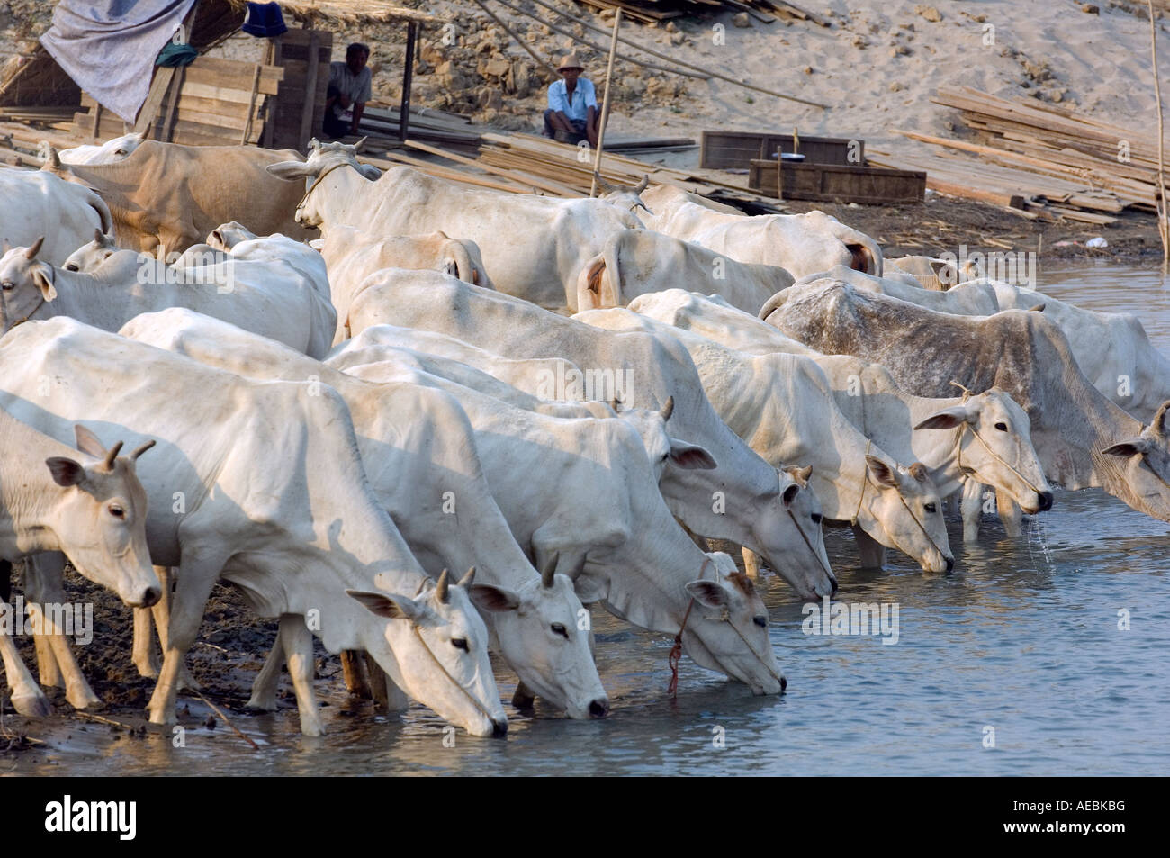 Gaur myanmar hi-res stock photography and images - Alamy