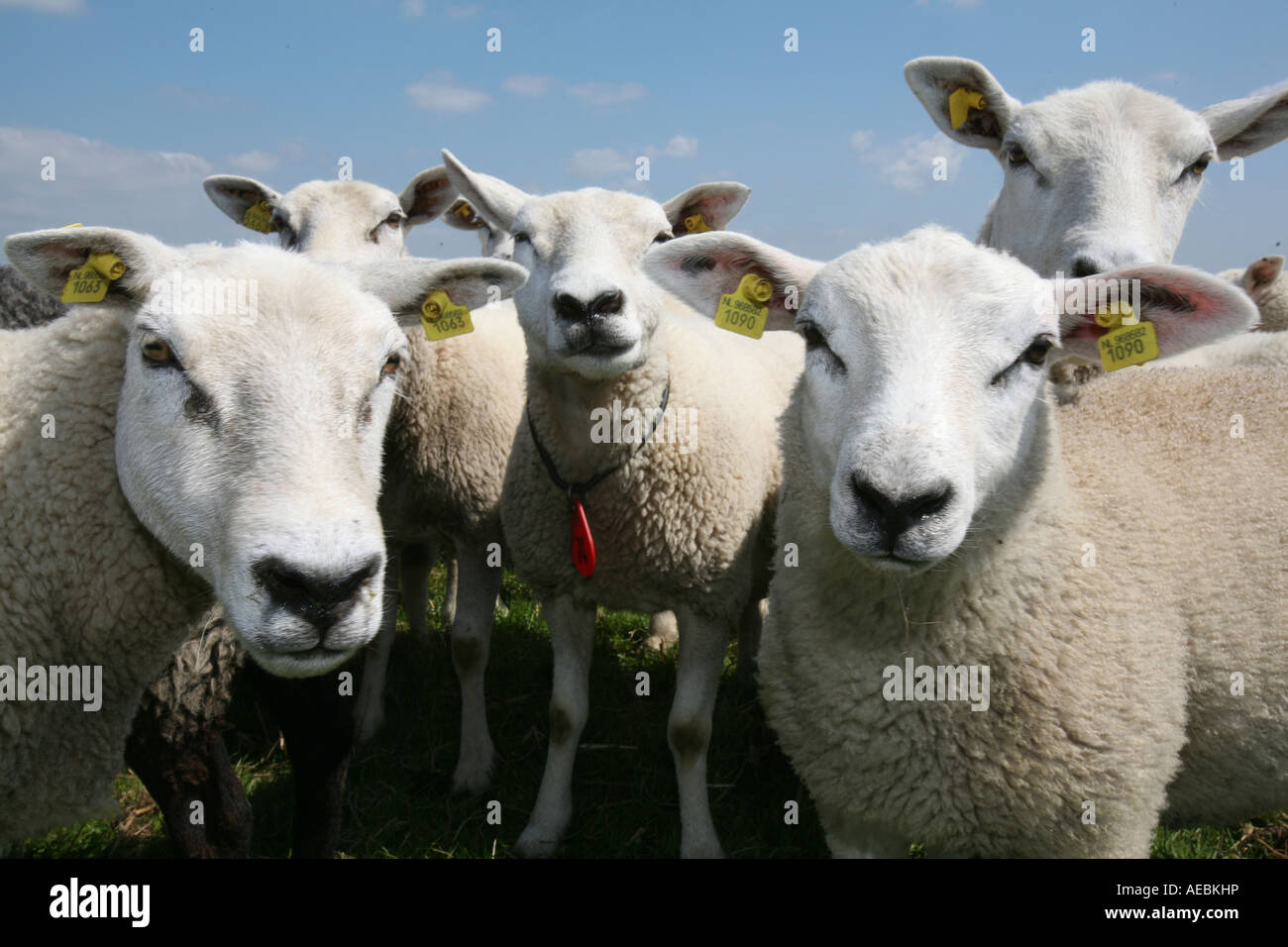 Flock of sheep Stock Photo - Alamy