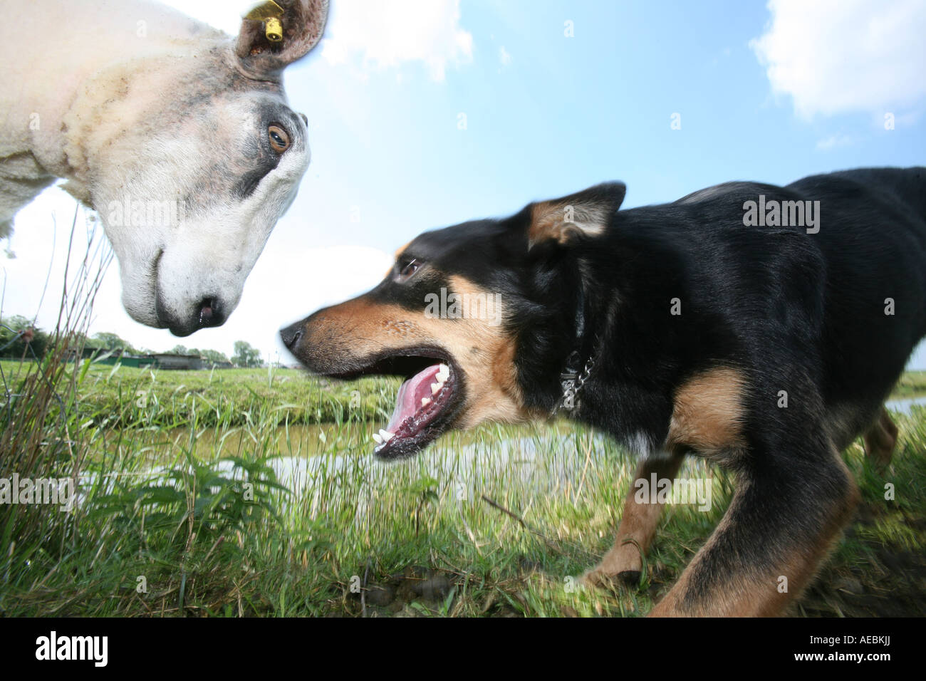 Sheep sheep dog hi-res stock photography and images - Alamy
