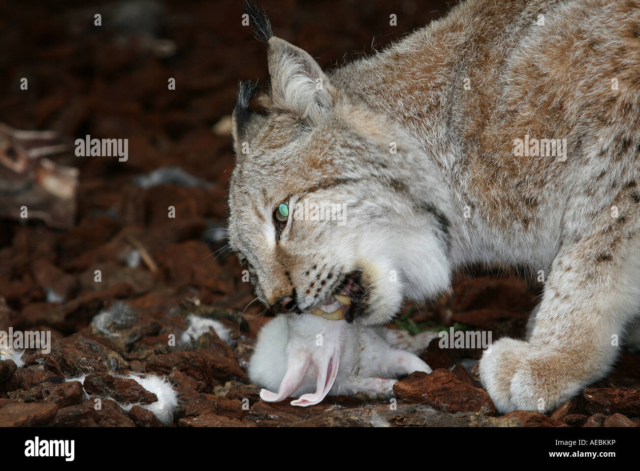Wild animals in the zoo, a lynx Stock Photo - Alamy