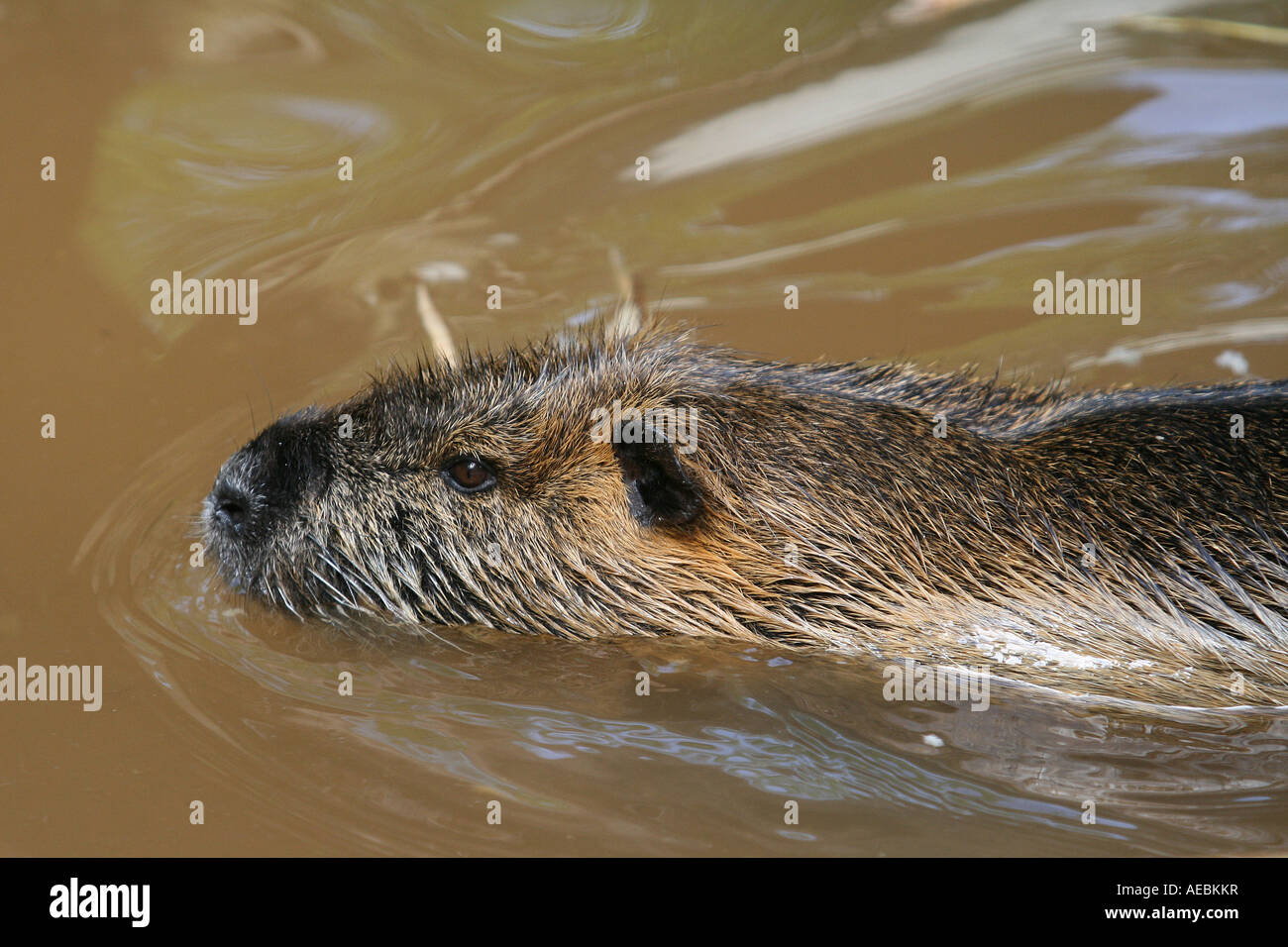 Animal caretaker zoo hi-res stock photography and images - Alamy