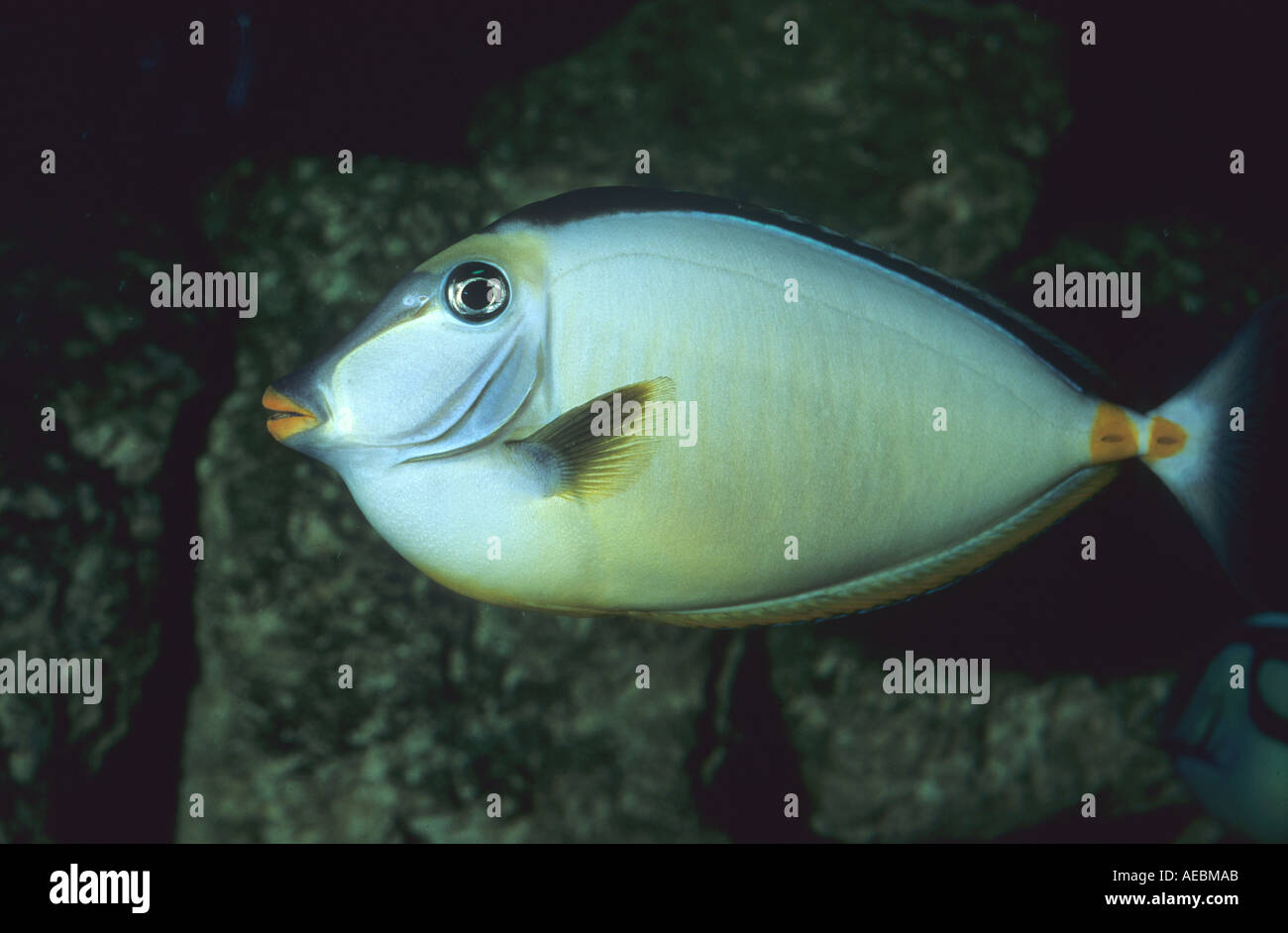 Orangespine Unicornfish Naso lituratus also called Lipstick Tang with ...