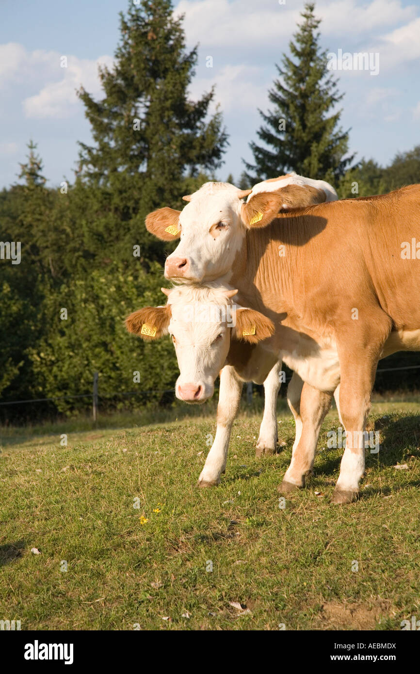 Cows on Slivnica Mountain , Slovenia Stock Photo - Alamy