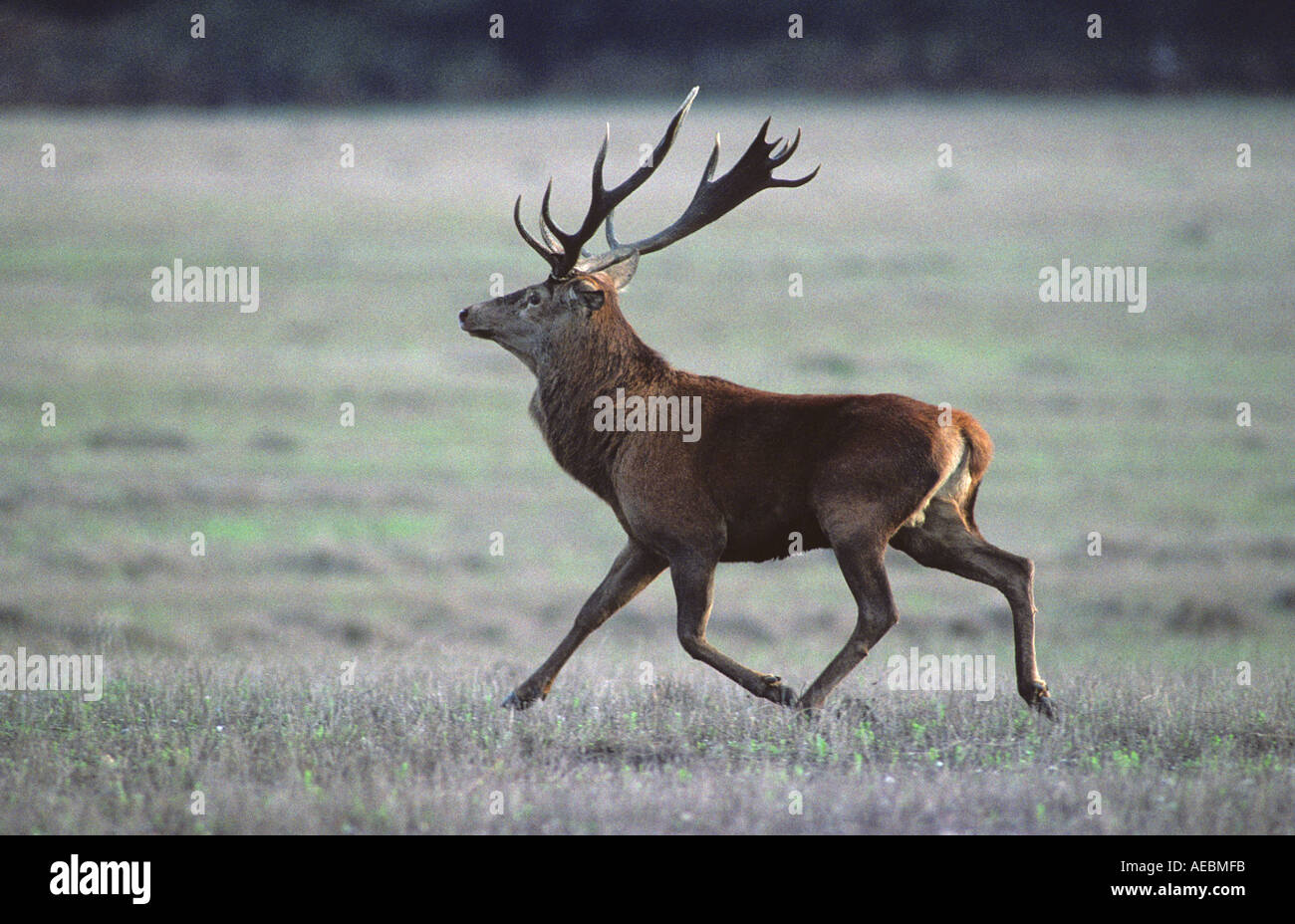Red Deer stag running on meadow Stock Photo - Alamy