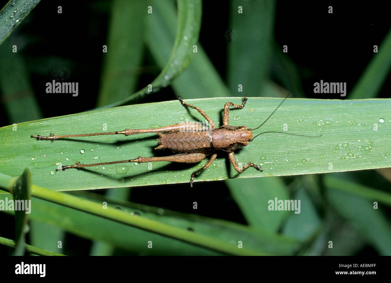 Bush cricket sp at rest on leaf Stock Photo - Alamy