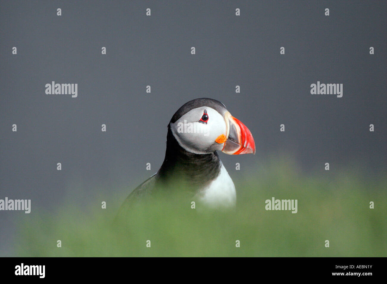 A Puffin popping its head up over the grass horizon. Taken on Lundy ...