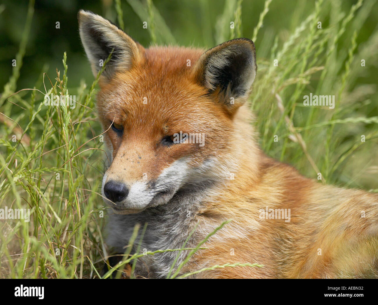 England, UK. Beautiful adult Red Fox (Vulpes vulpes) relaxing in grassy undergrowth Stock Photo ...