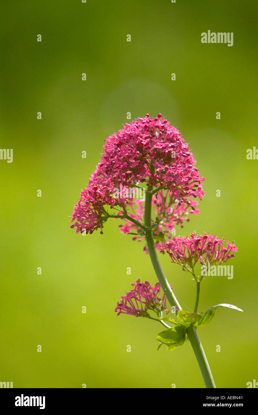 Pretty betsy hi-res stock photography and images - Alamy