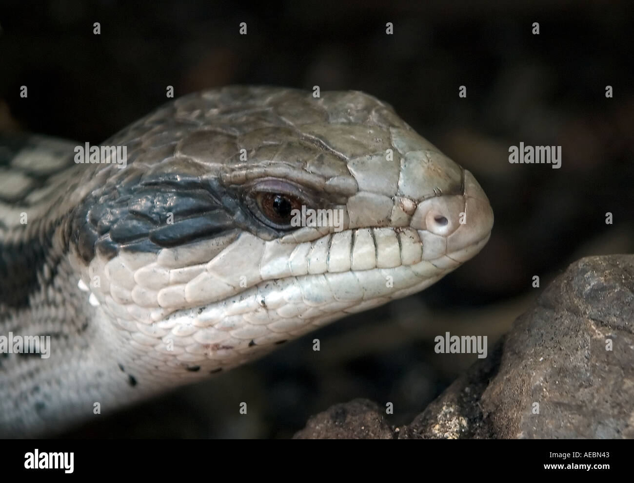 Blue tongued skink Stock Photo - Alamy