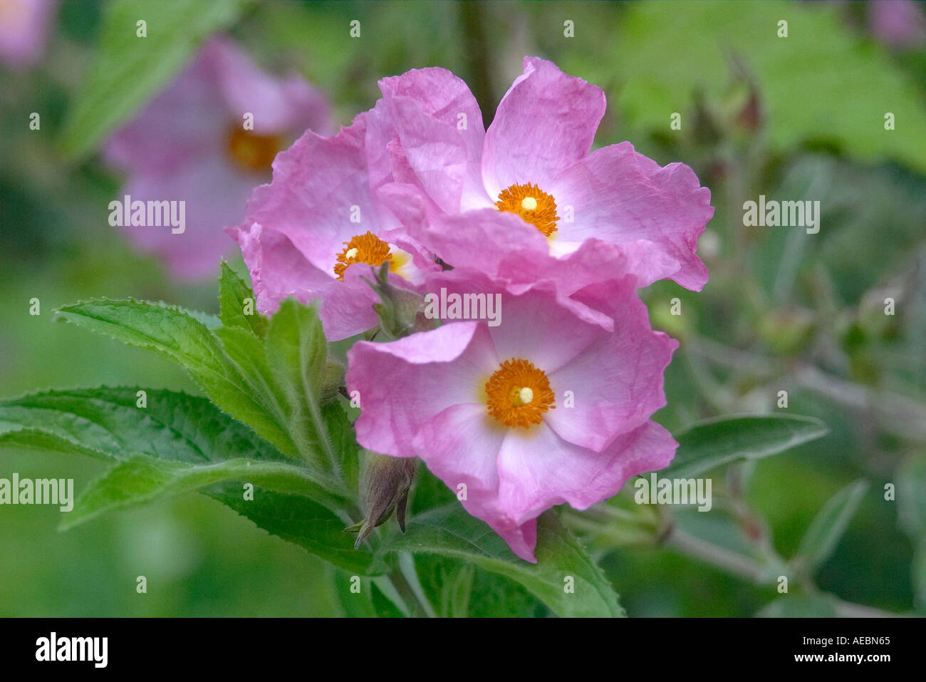 Dog Roses (Rosa canina) flowering in late Spring in the English ...