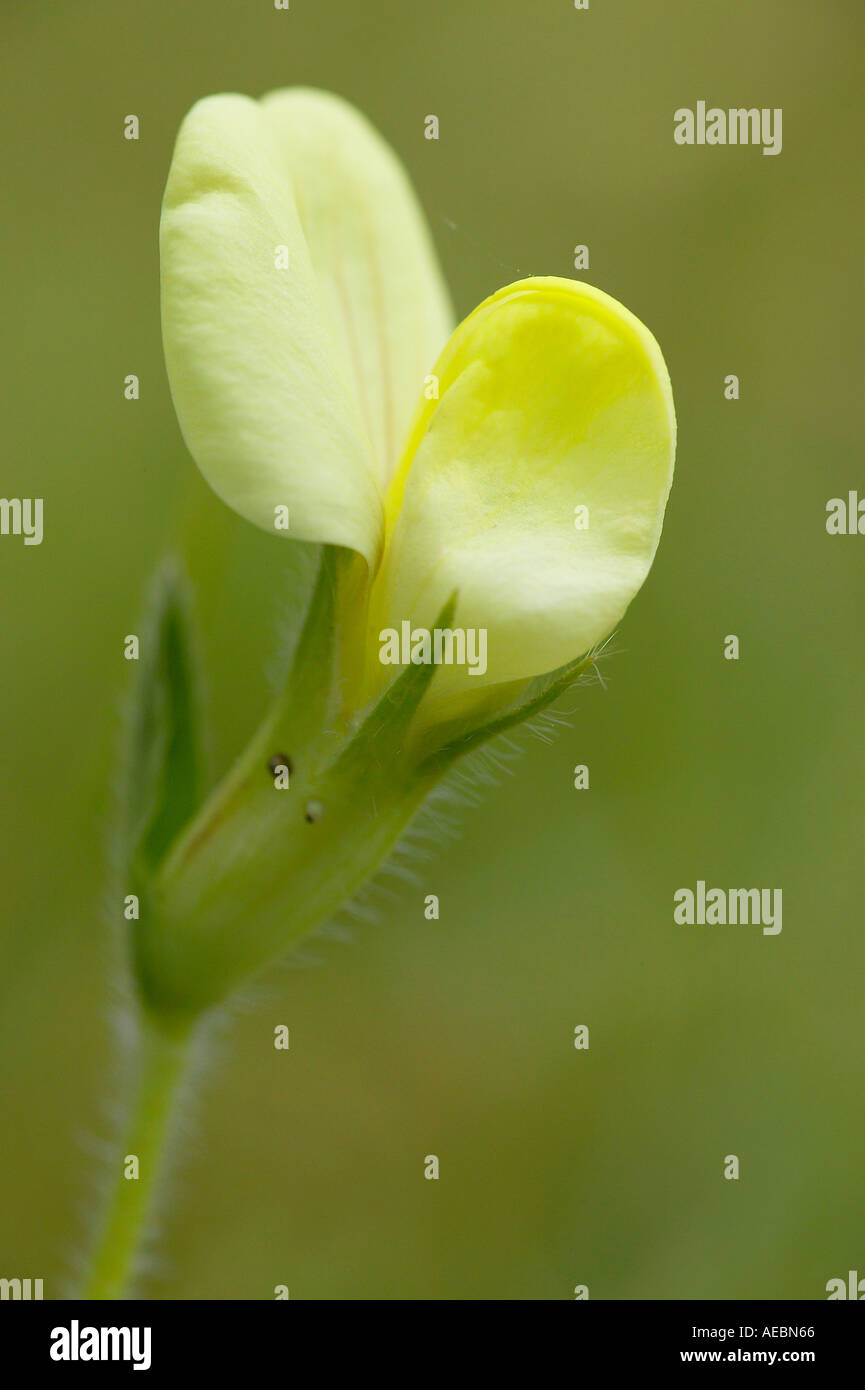 Dragon's Teeth wildflower in bloom at Noar Hill Nature Reserve ...