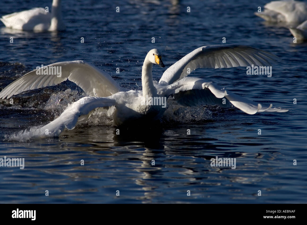 Male Whooper Swan chases female as part of the mating ritual Stock ...