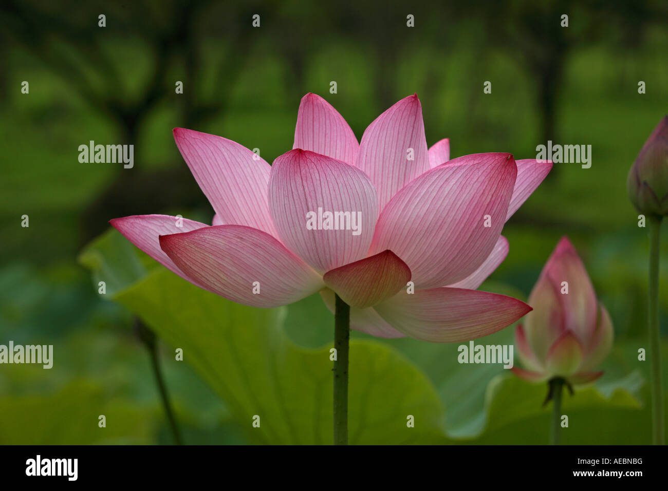 Oga lotuses at the Koga multi-purpose park in Ibaraki Japan Asia Stock ...
