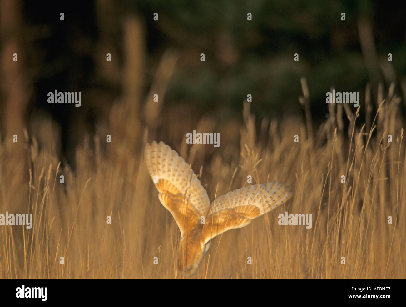 Barn Owl diving for prey Norfolk UK Stock Photo - Alamy