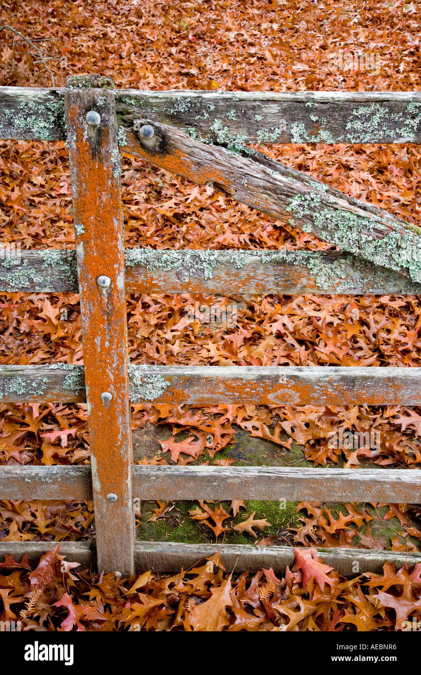 Gate and Fallen Oak Leaves Te Wera Arboretum Forgotten World Highway ...