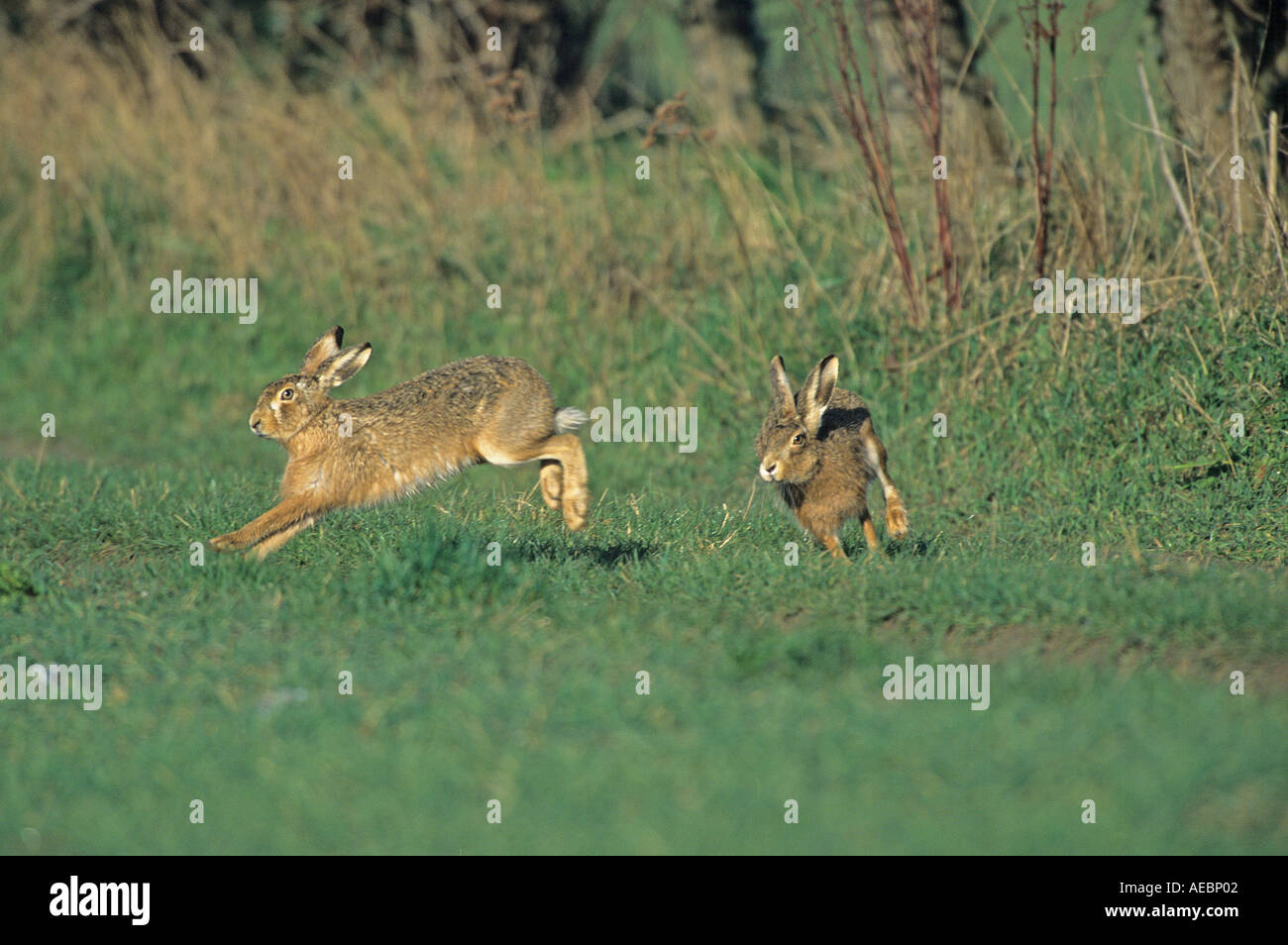 Brown hares adults chasing in march UK Stock Photo - Alamy
