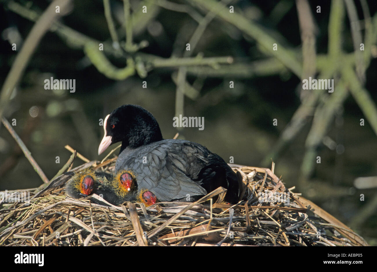 Ground nesting birds uk hi-res stock photography and images - Alamy