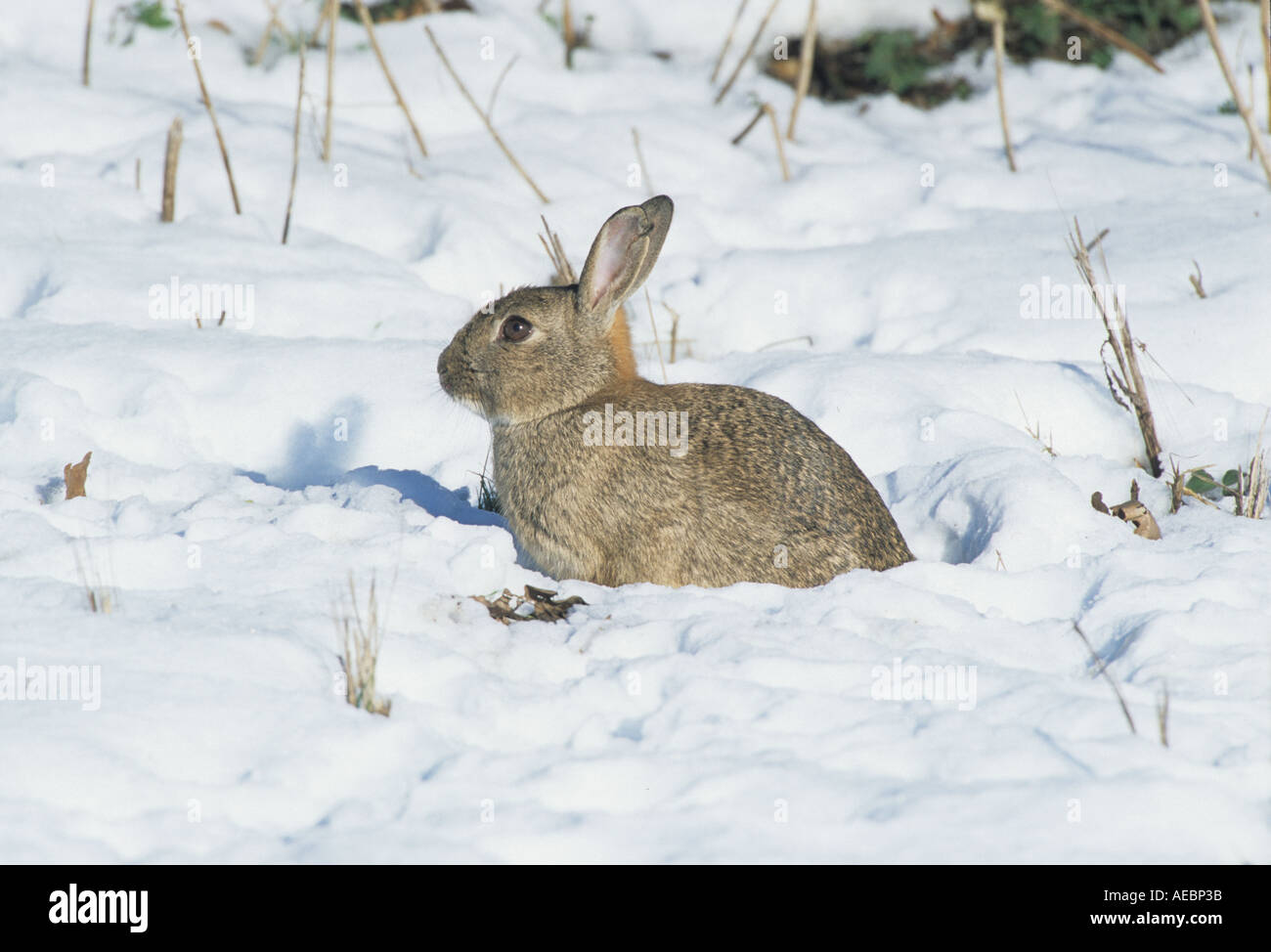 Snowfall and bunny hi-res stock photography and images - Alamy