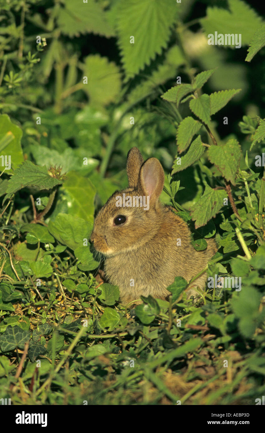 Hedgerow rabbit summer hi-res stock photography and images - Alamy