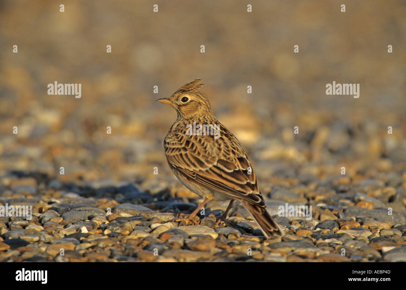 Lark uk singing hi-res stock photography and images - Alamy