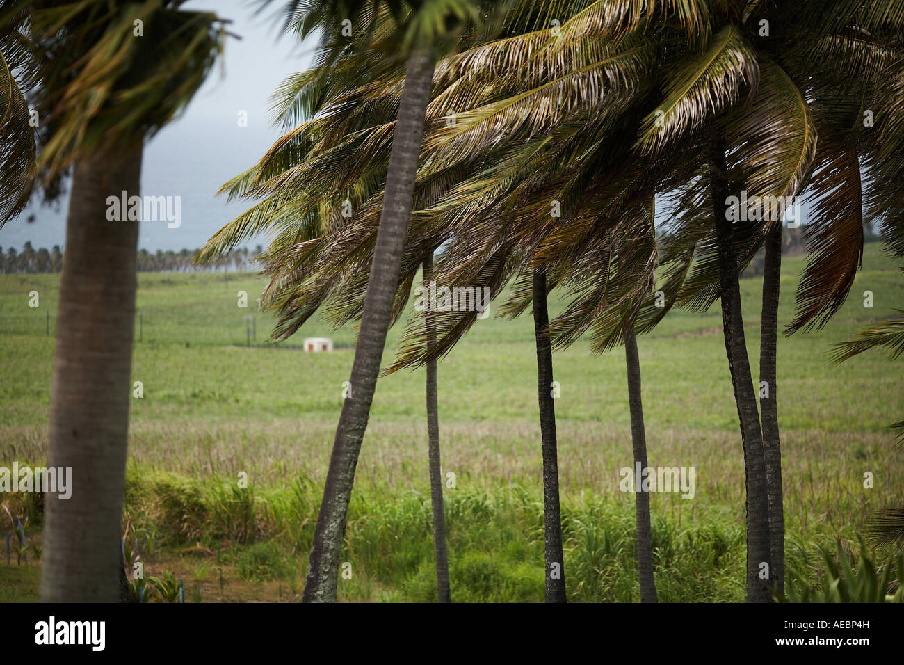 Palm Trees Overlooking Fields of Sugar Cane at the Montpelier ...