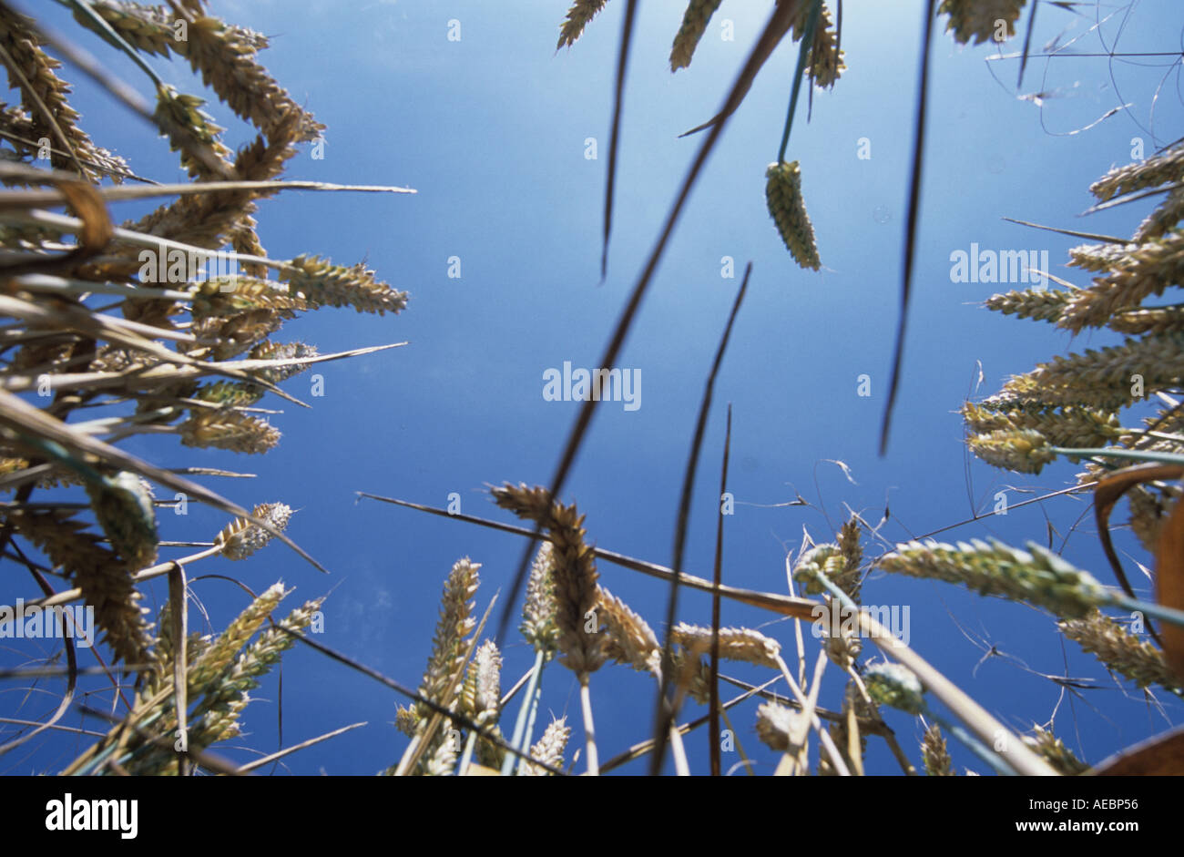 Wheat field wide angle Stock Photo - Alamy